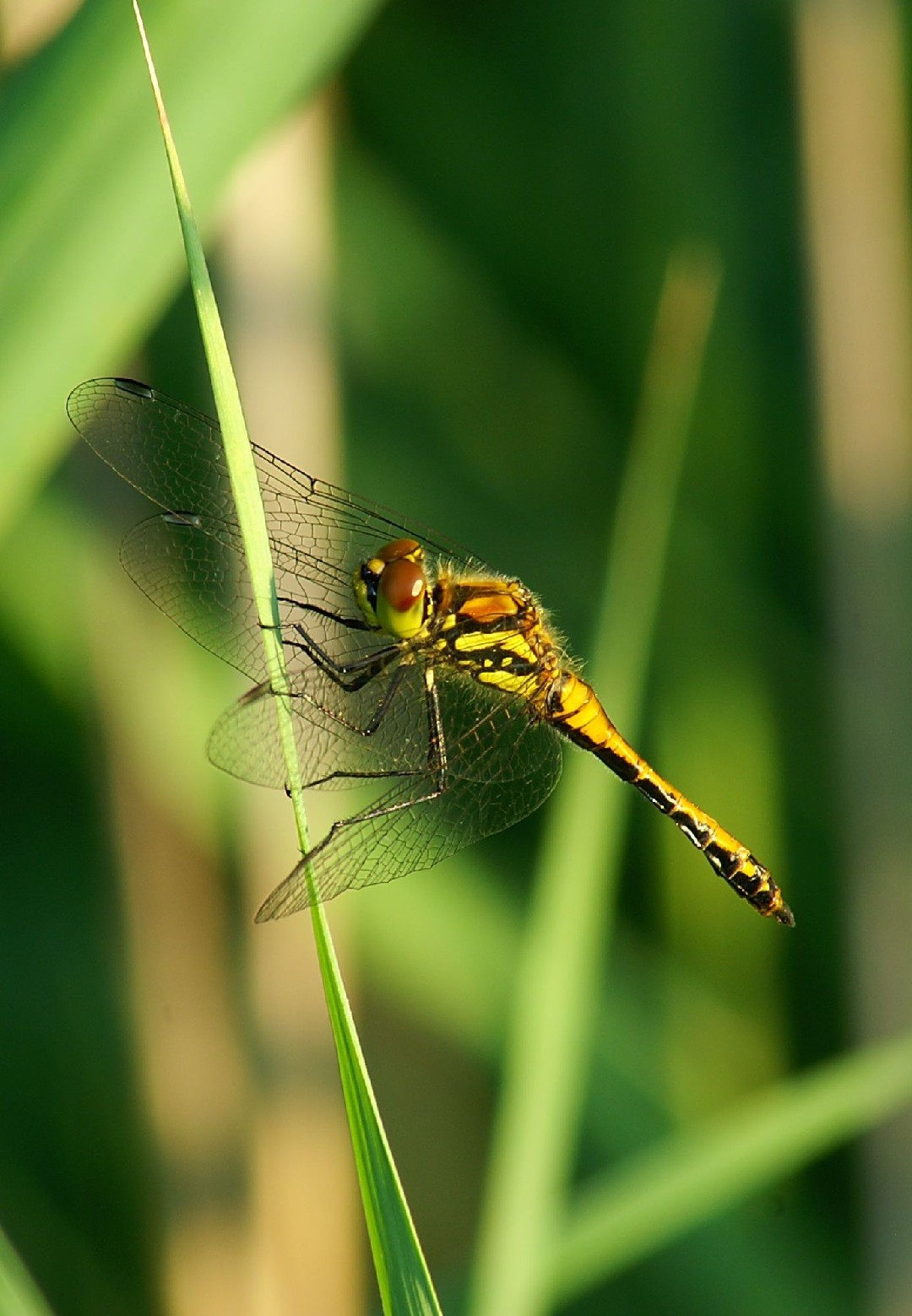 Sympétrum noir (Sympetrum danae) - Picture Insect