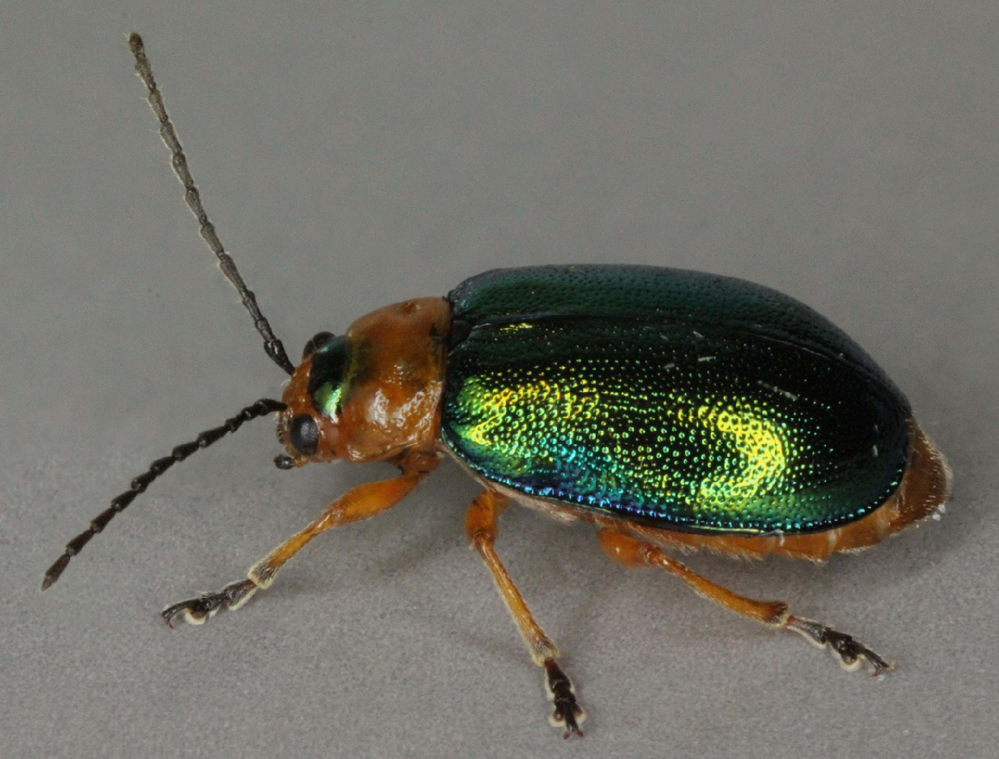 Sermylassa halensis (Sermylassa halensis) - Picture Insect
