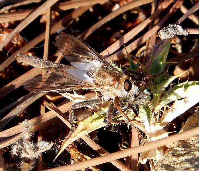 Pamponerus germanicus (Pamponerus germanicus) - Picture Insect