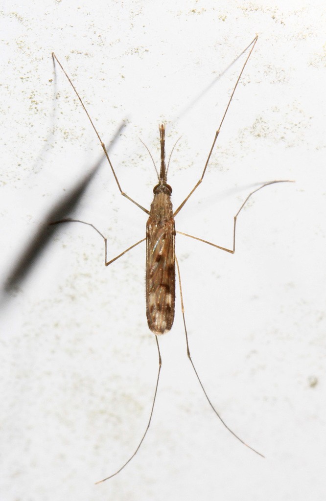 Anopheles crucians (Anopheles crucians) - Picture Insect