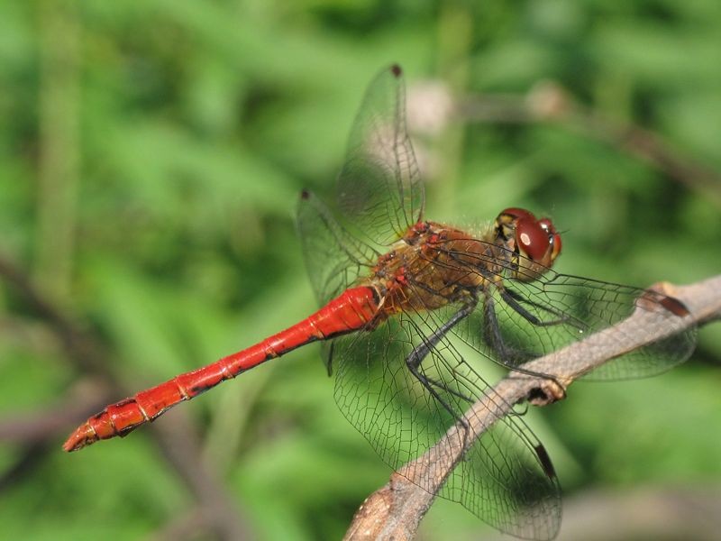 Sympetrum uniforme (Sympetrum uniforme) - Picture Insect