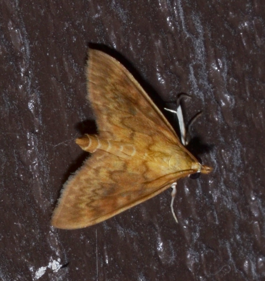 Ostrinia (Ostrinia) - Picture Insect
