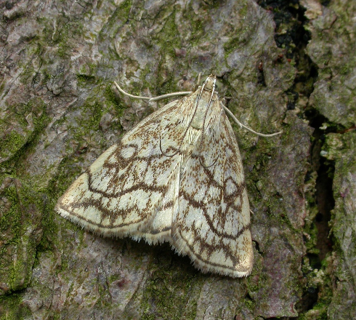 Evergète des bois (Evergestis pallidata) - Picture Insect