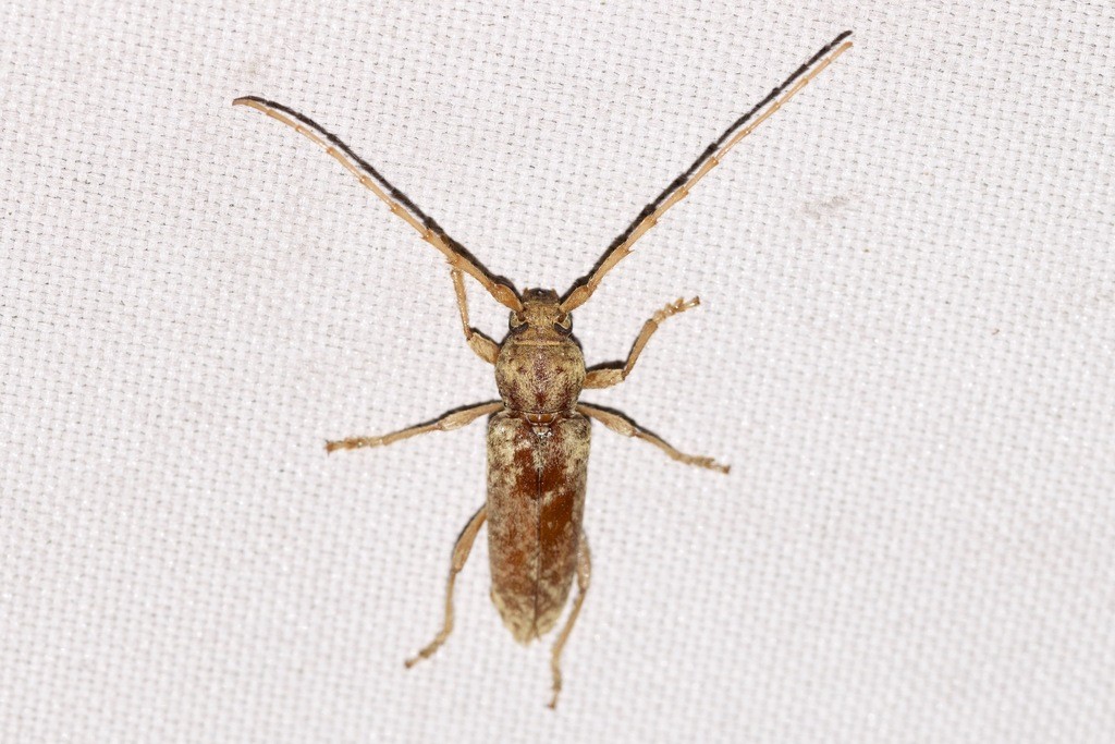 Enaphalodes rufulus (Enaphalodes rufulus) - Picture Insect