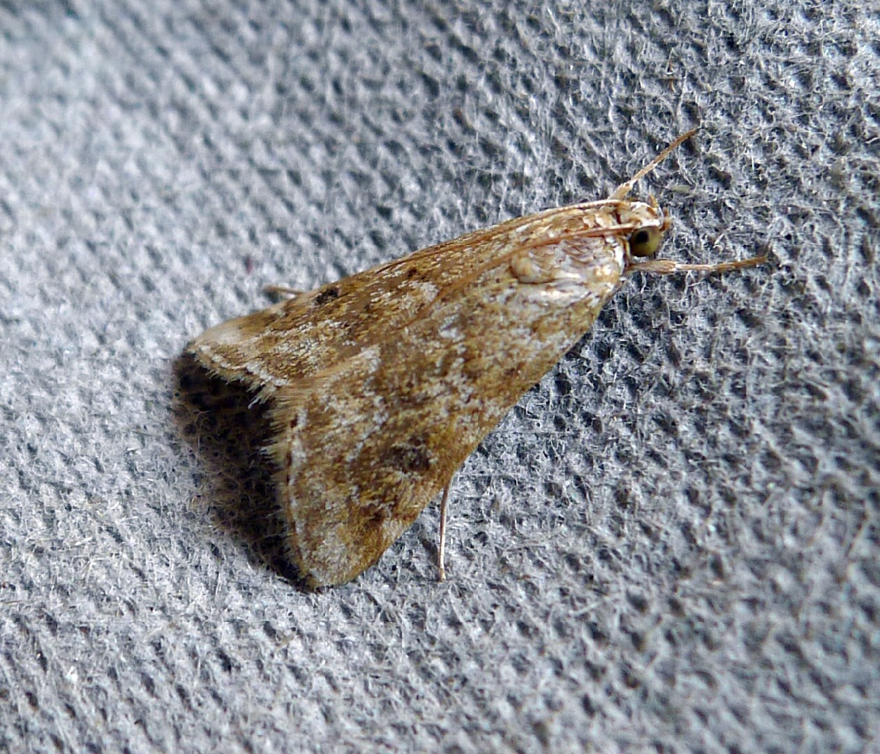 Hellula (Hellula) - Picture Insect