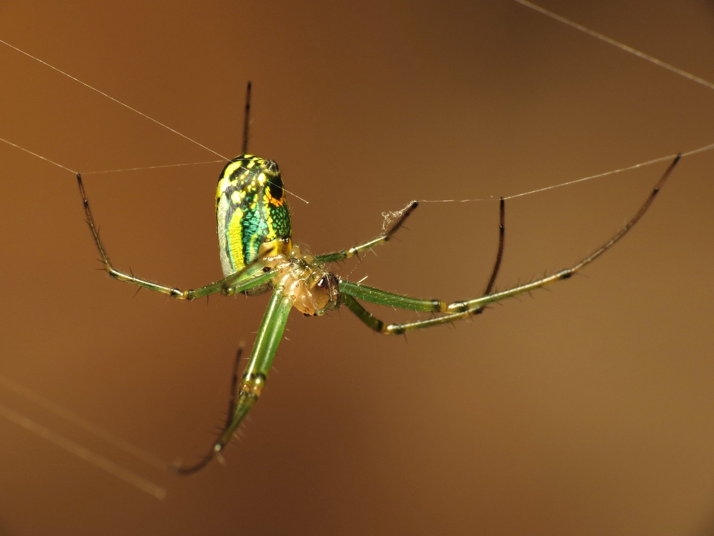 Tejedora de huertos (Leucauge venusta) - Picture Insect
