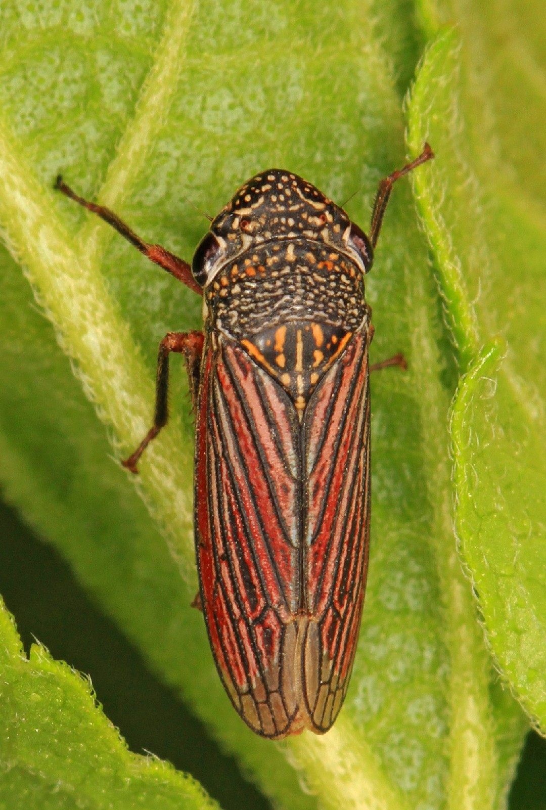 Cuerna costalis (Cuerna costalis) - Picture Insect