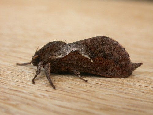 Elhamma (Elhamma) - Picture Insect