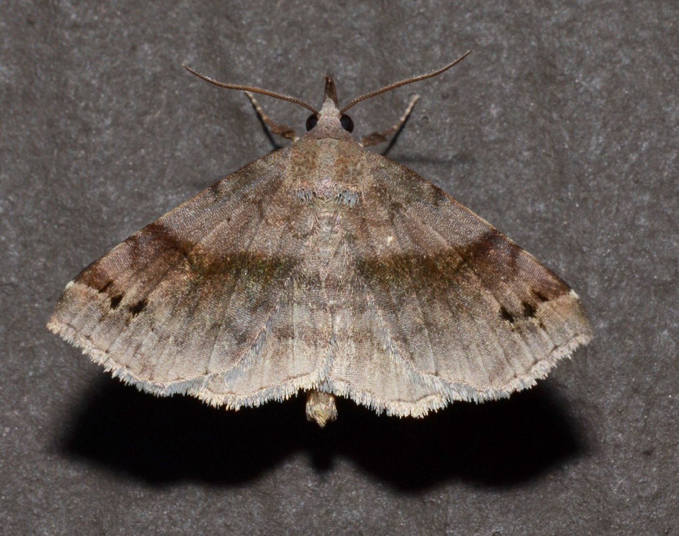 Spargaloma sexpunctata (Spargaloma sexpunctata) - Picture Insect