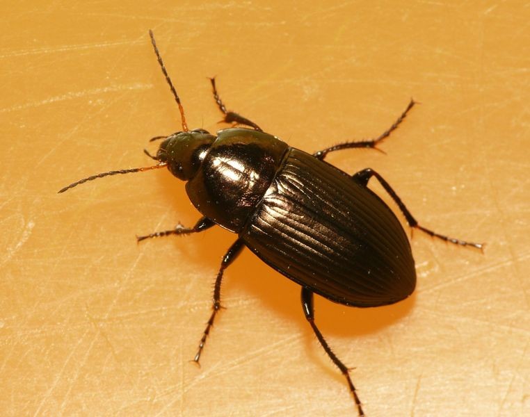 Amara (Amara) - Picture Insect