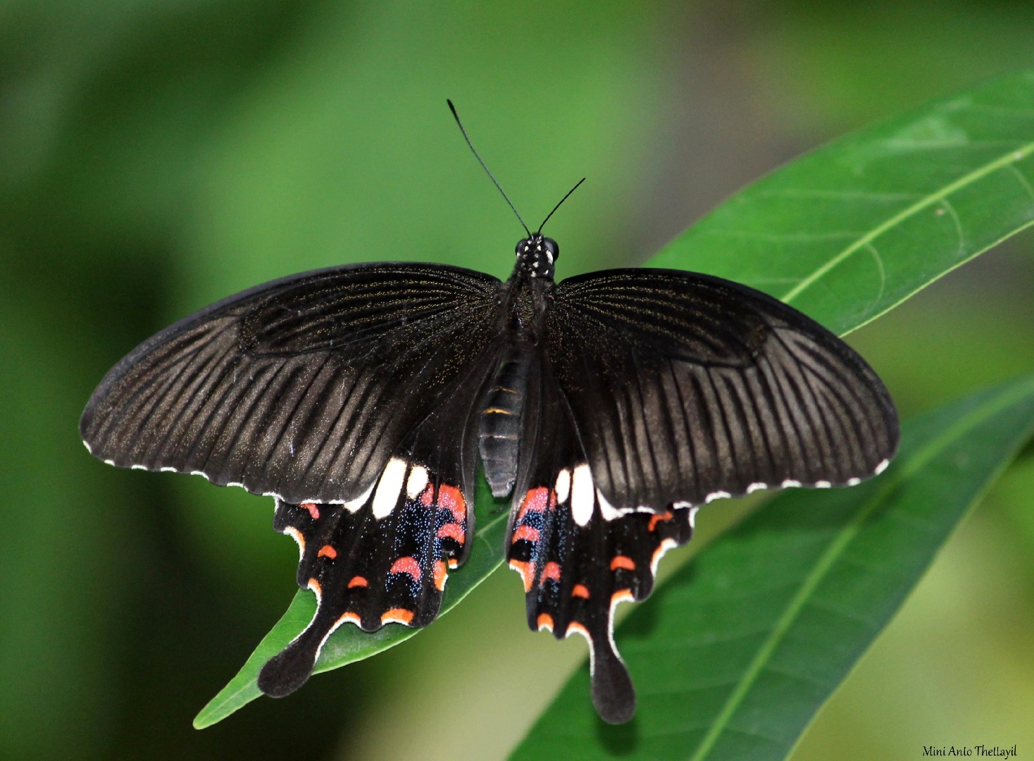 Papilio polytes (Papilio polytes) - Picture Insect
