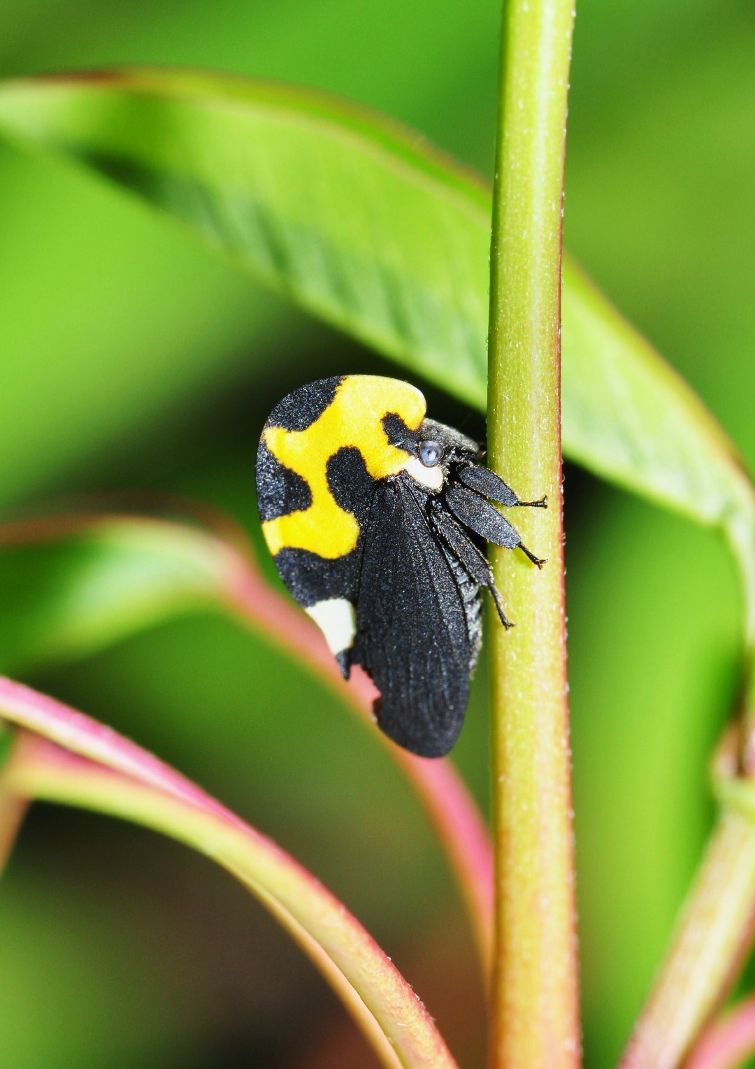 Membracis mexicana (Membracis mexicana) - Picture Insect