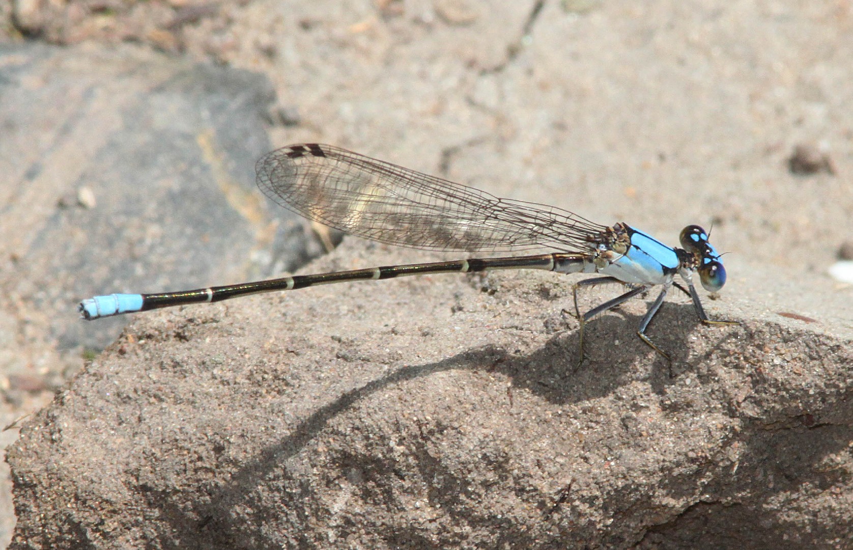 Azulilla de arroyo (Argia apicalis) - Picture Insect