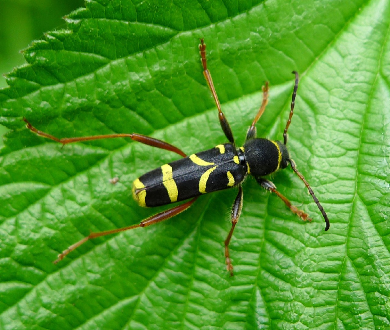 Clytus (Clytus) - Picture Insect