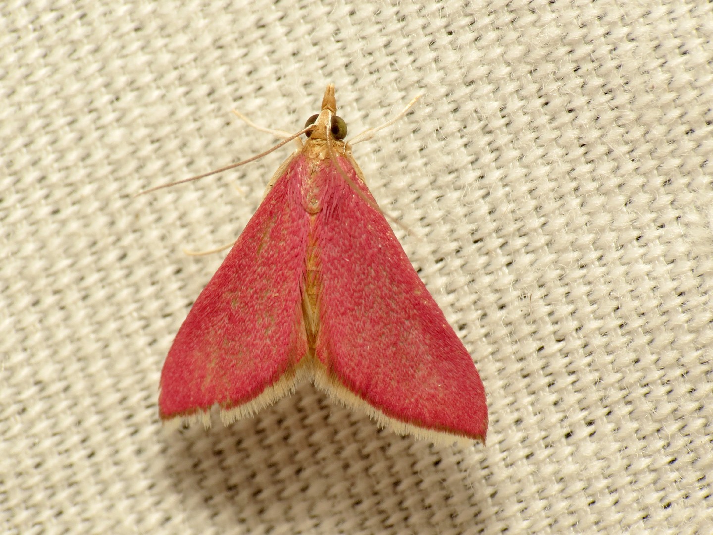 Pyrausta inornatalis (Pyrausta inornatalis) - Picture Insect