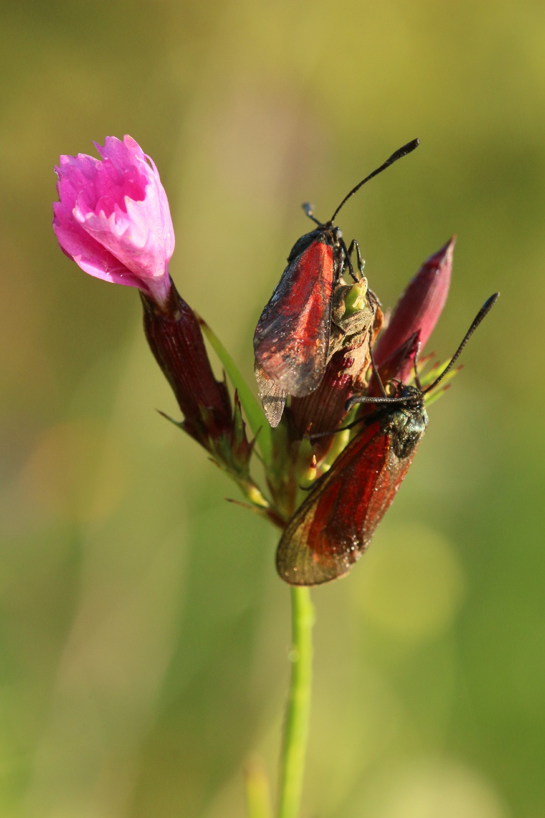 Zygaena purpuralis (Zygaena purpuralis) - Picture Insect