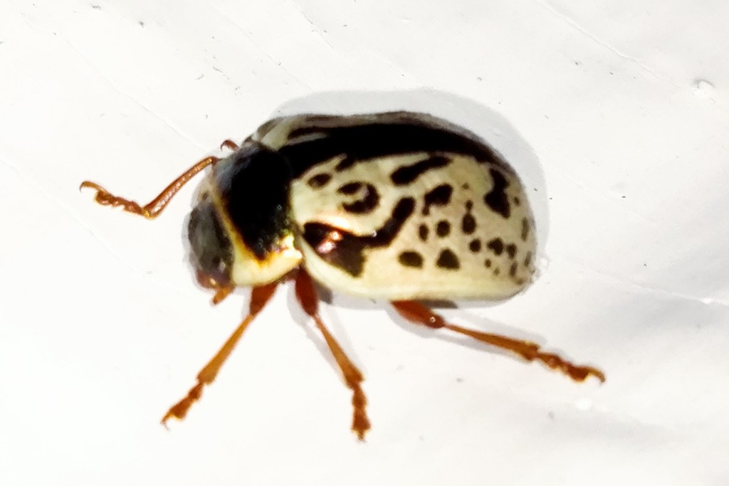 Calligrapha multipunctata (Calligrapha multipunctata) - Picture Insect