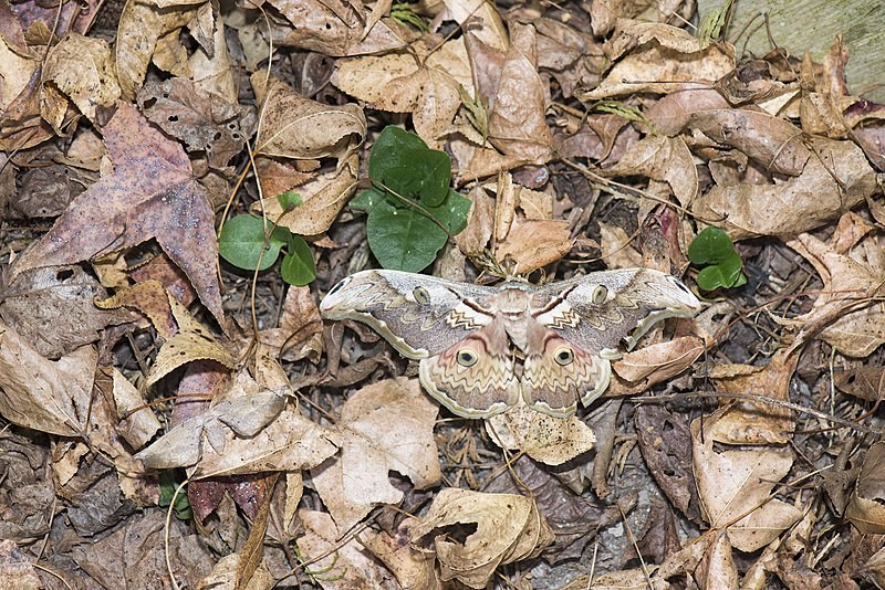 Acrodontis (Acrodontis) - Picture Insect