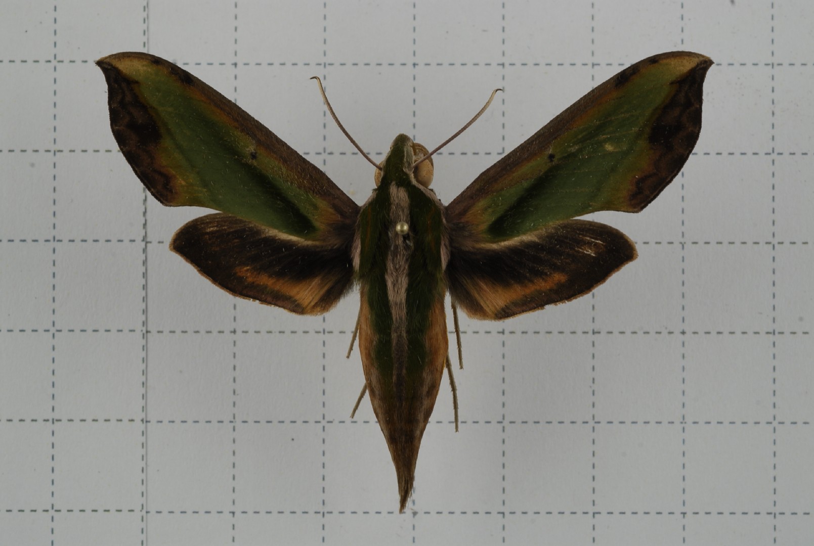 Pergesa (Pergesa) - Picture Insect