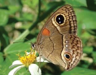 Calisto herophile (Calisto herophile) - Picture Insect
