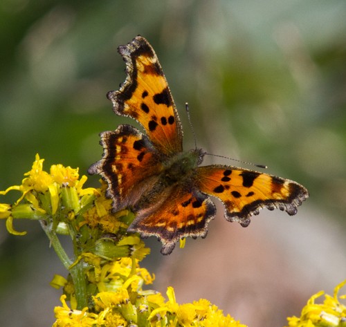 Углокрыльницы (Polygonia) - Picture Insect