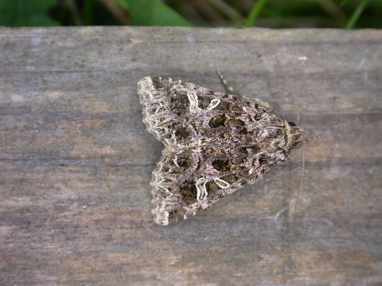 Hadena rivularis (Hadena rivularis) - Picture Insect