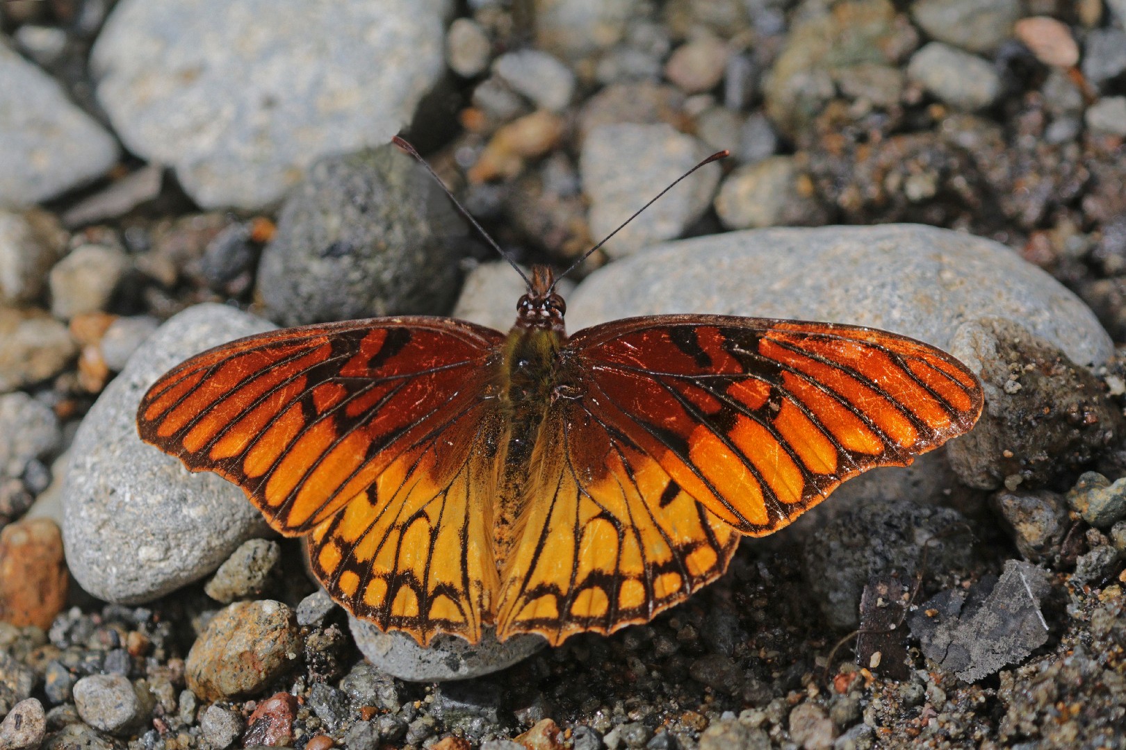Pasionaria mexicana (Dione moneta) - Picture Insect
