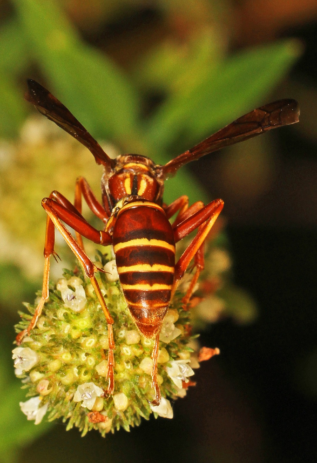 Polistes bellicosus (Polistes bellicosus) - Picture Insect