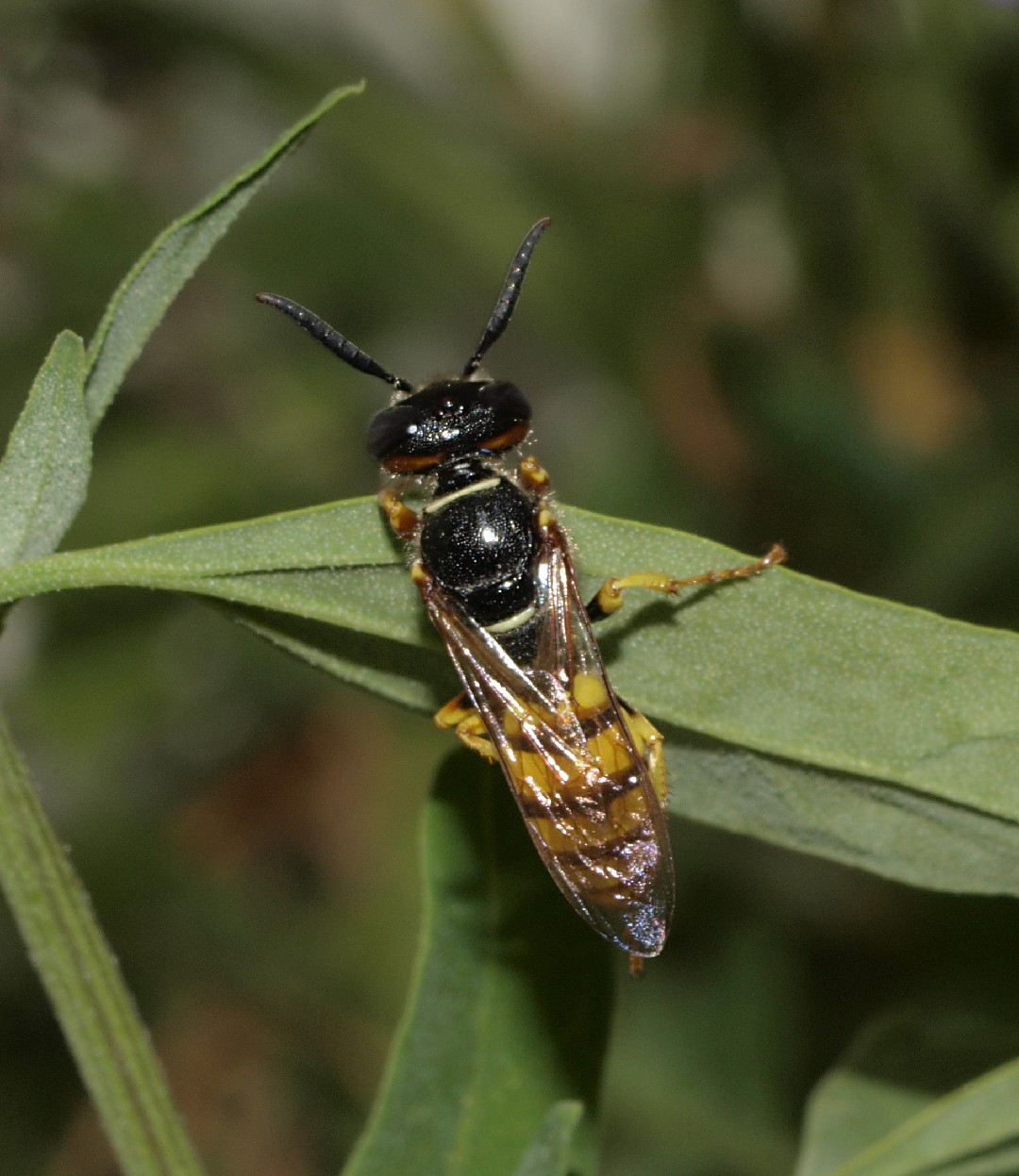 オオツチスガリモドキ (Philanthus triangulum) - Picture Insect