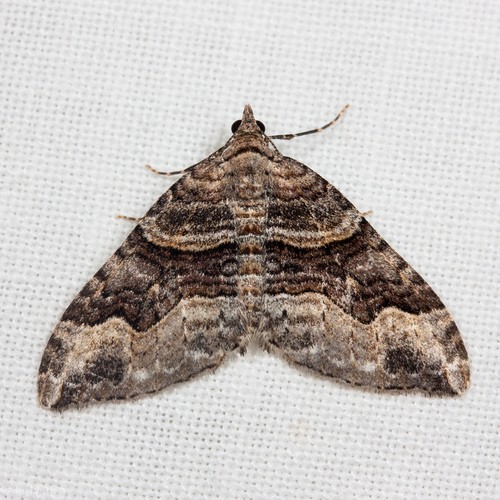 Xanthorhoe defensaria (Xanthorhoe defensaria) - Picture Insect