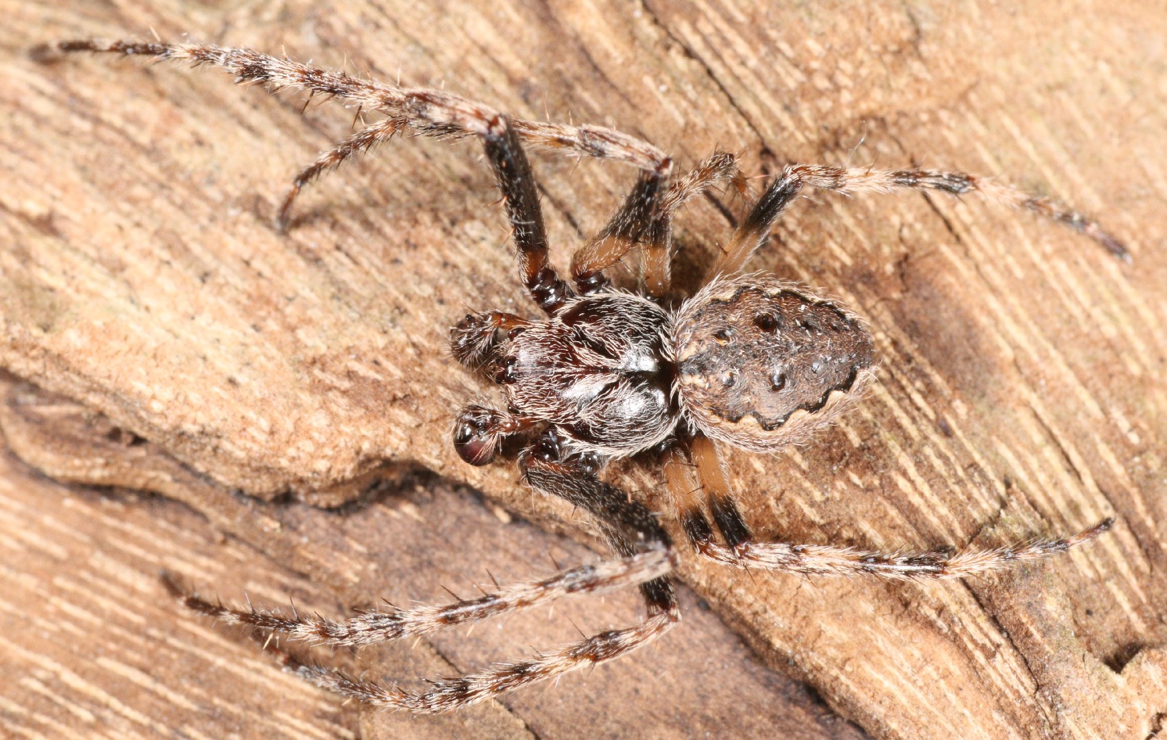 Epeire des fissures (Nuctenea umbratica) - Picture Insect