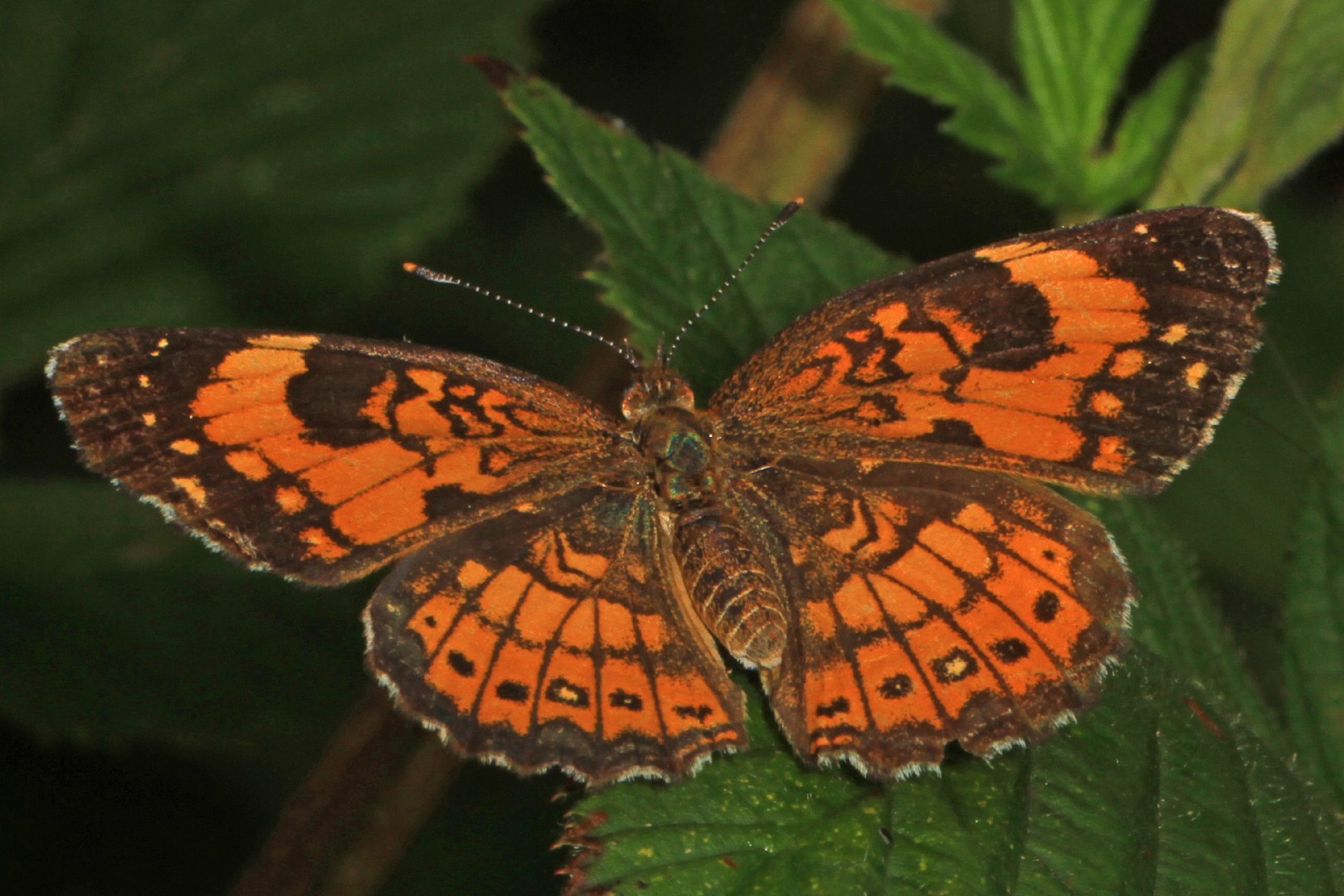Chlosyne (Chlosyne) - Picture Insect