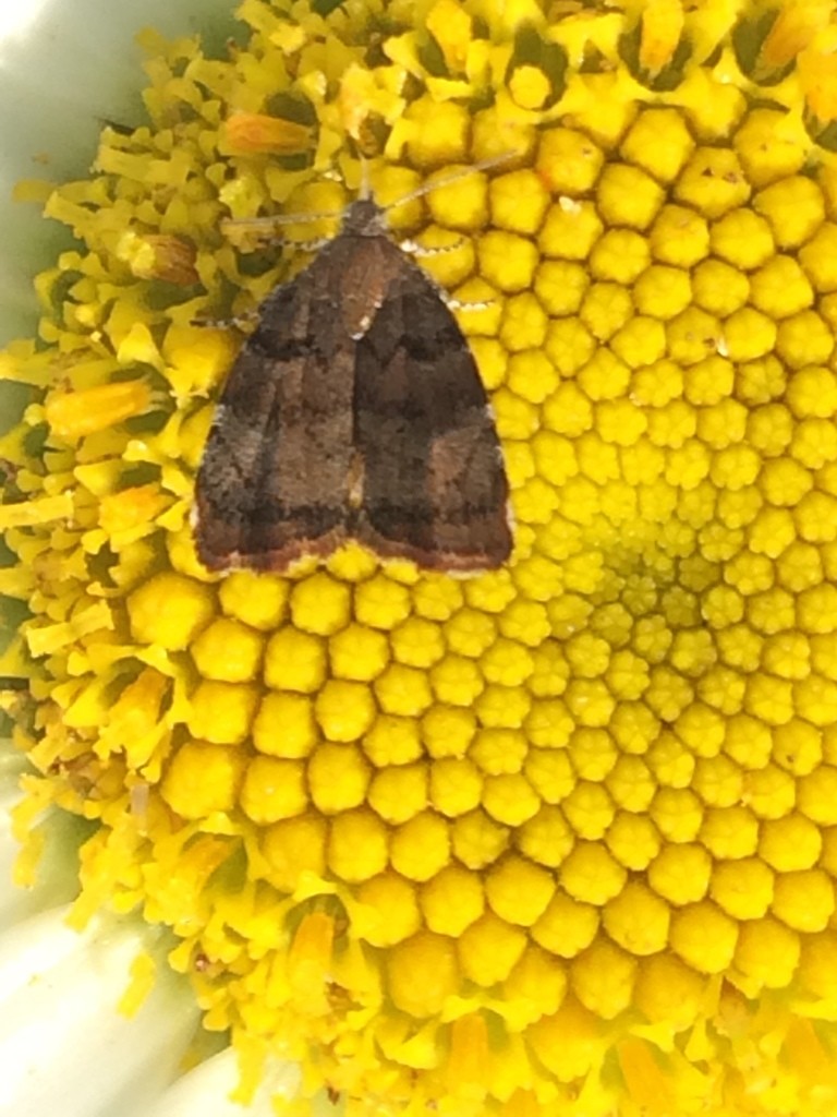 Choreutis pariana (Choreutis pariana) - Picture Insect