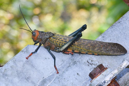 Chapulines gigantes (Tropidacris) - Picture Insect
