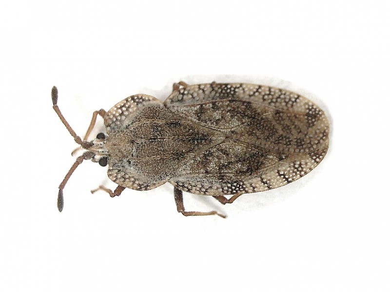 Tingis ampliata (Tingis ampliata) - Picture Insect