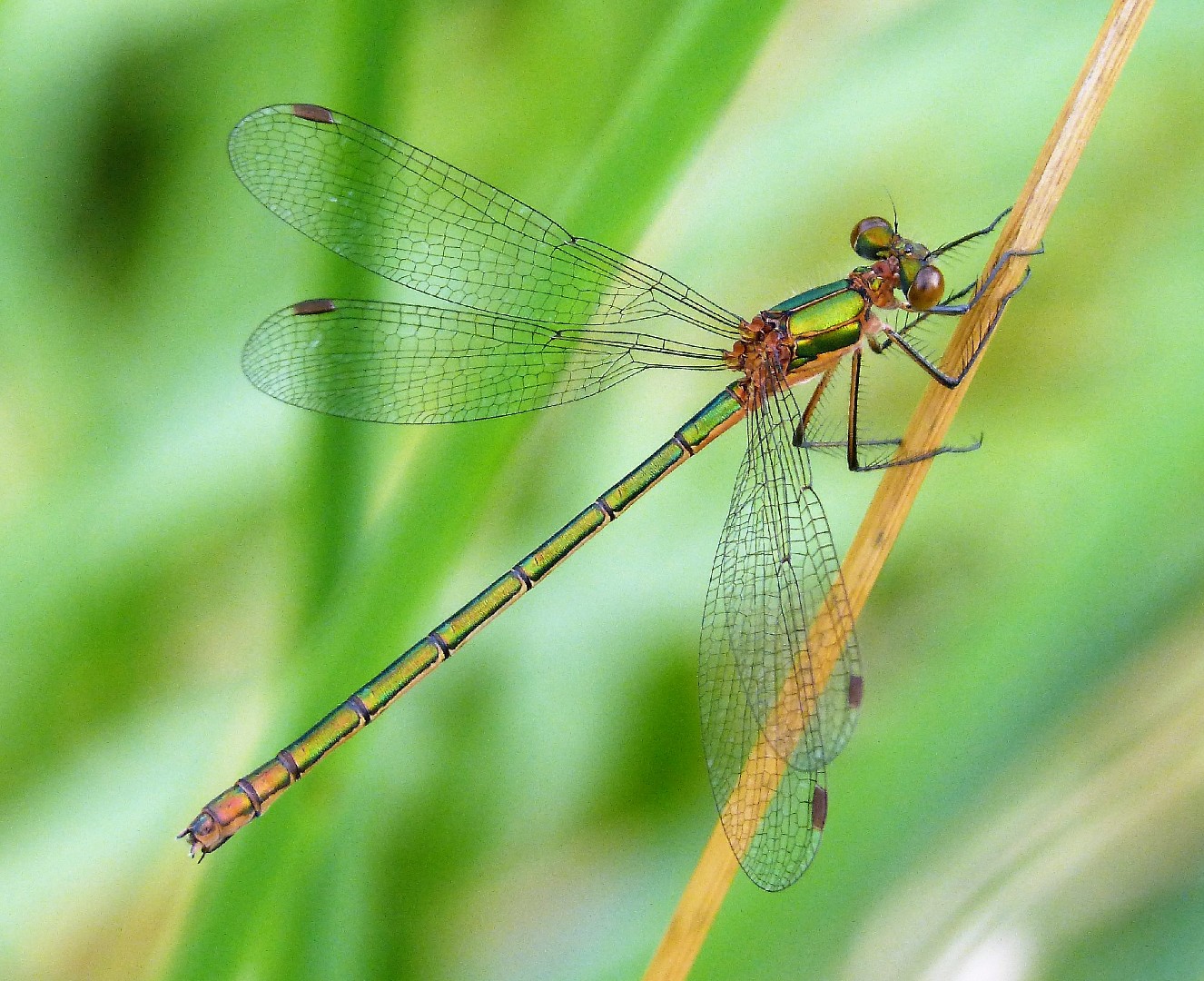 Common spreadwing (Lestes sponsa) - Picture Insect