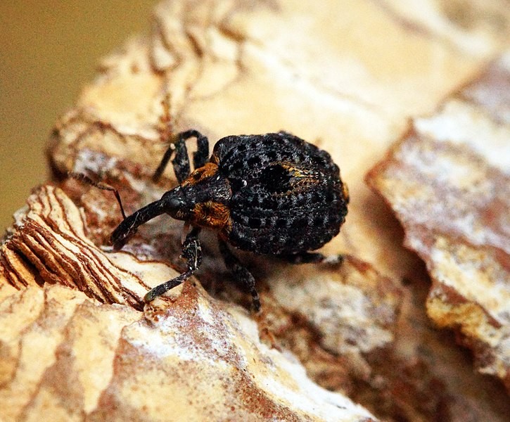 Cionus tuberculosus (Cionus tuberculosus) - Picture Insect