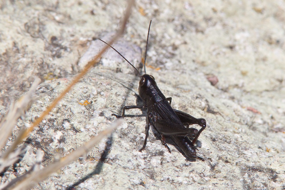 Boopedon (Boopedon) - Picture Insect