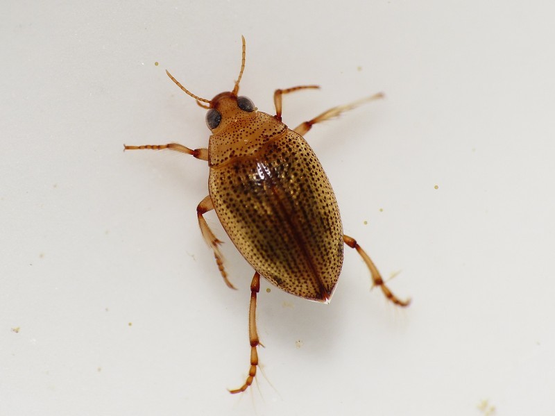 Haliplus (Haliplus) - Picture Insect