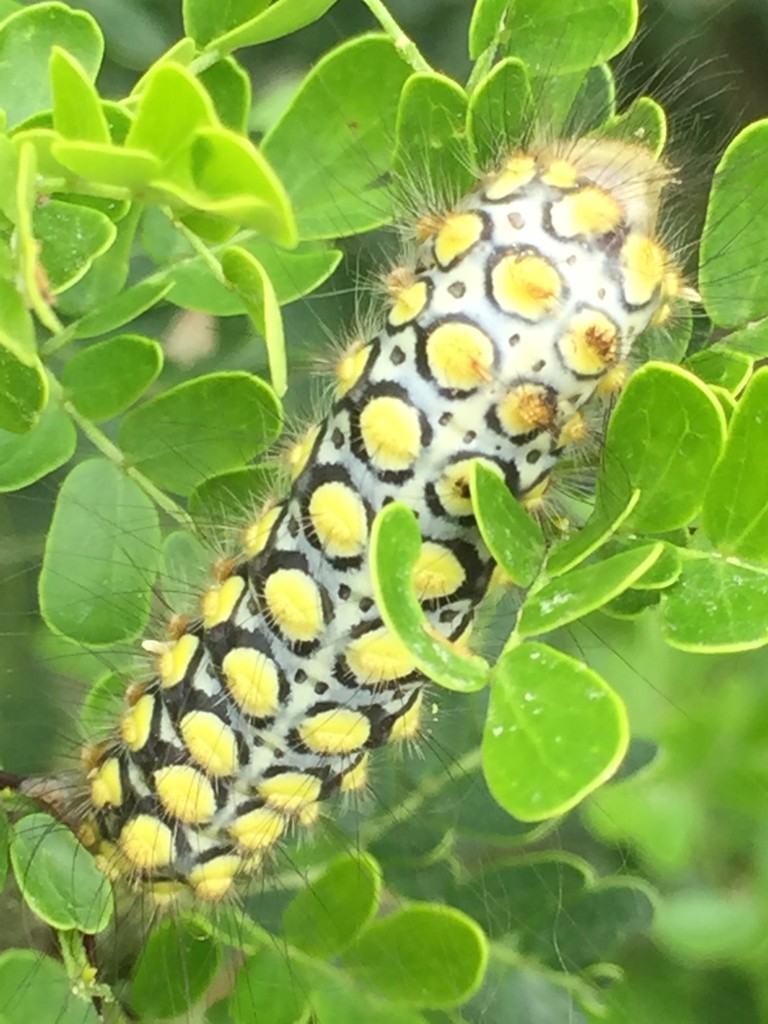 Norape (Norape) - Picture Insect