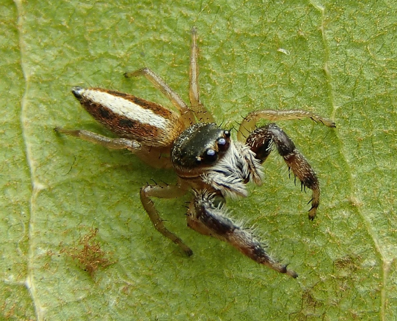 Cattail Spiders