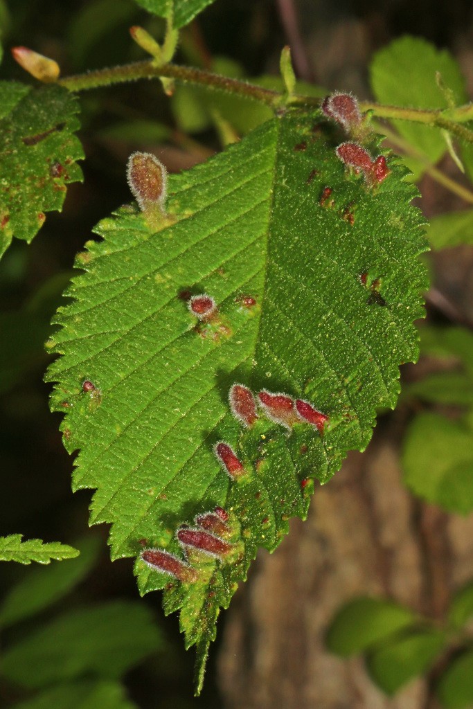 Tetraneura ulmi (Tetraneura ulmi) - Picture Insect