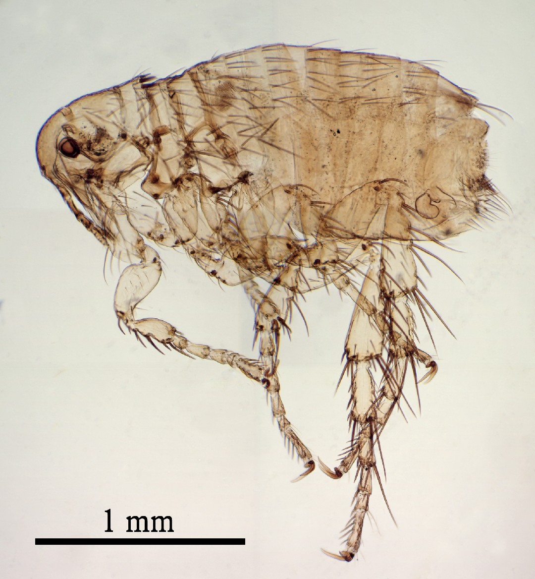 Pulgas de gato (Ctenocephalides) - Picture Insect