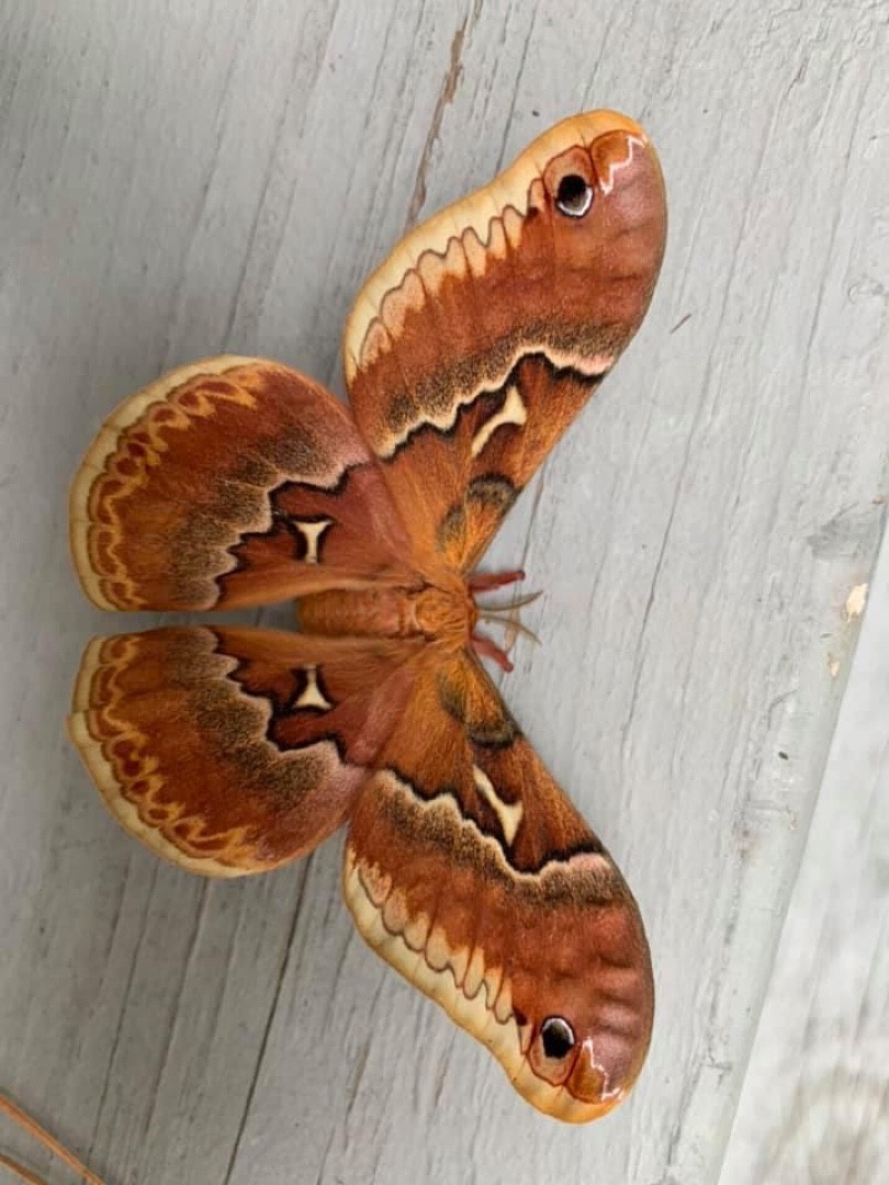 Callosamia angulifera (Callosamia angulifera) - Picture Insect
