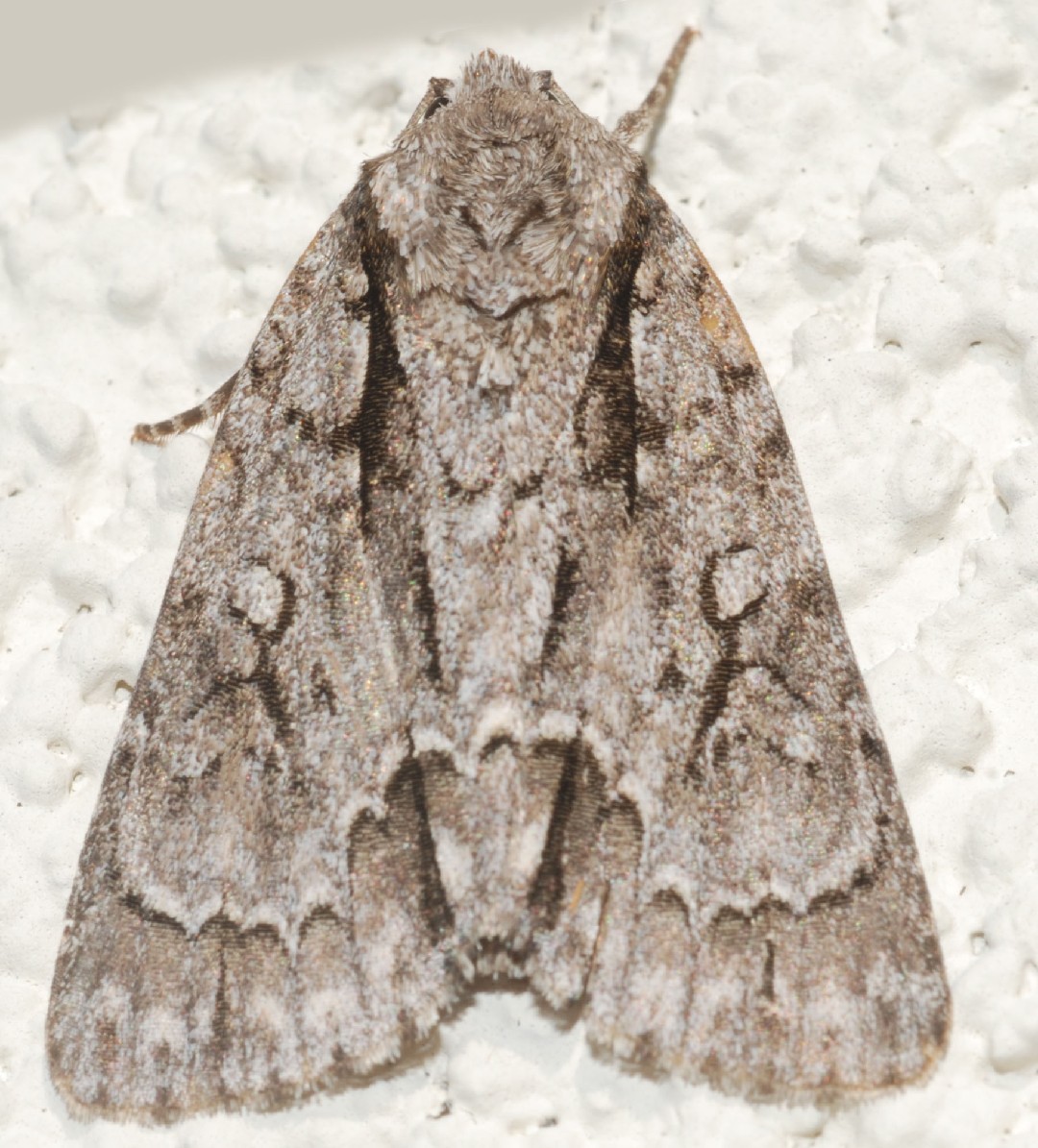 Acronicta (Acronicta) - Picture Insect