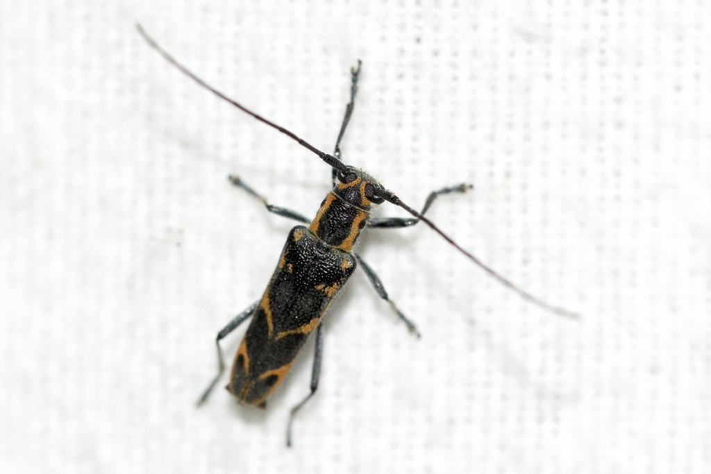 Saperda tridentata (Saperda tridentata) - Picture Insect