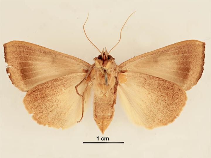 Ophiusa trapezium (Ophiusa trapezium) - Picture Insect