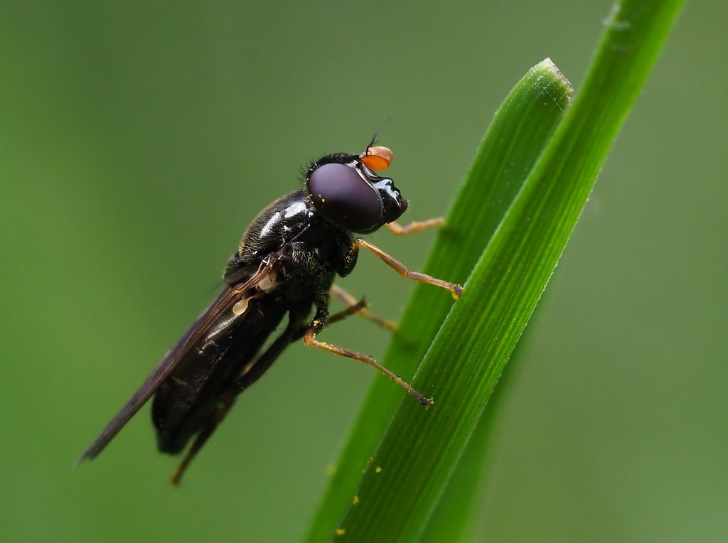 Cheilosia pagana (Cheilosia pagana) - Picture Insect
