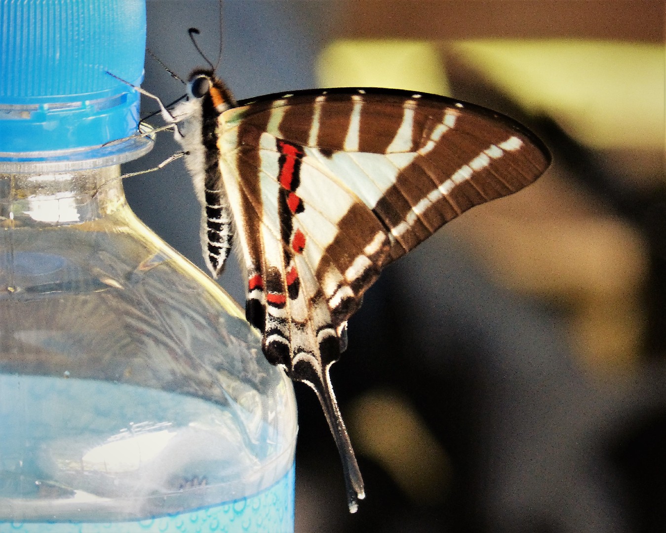 Graphium (Graphium) - Picture Insect
