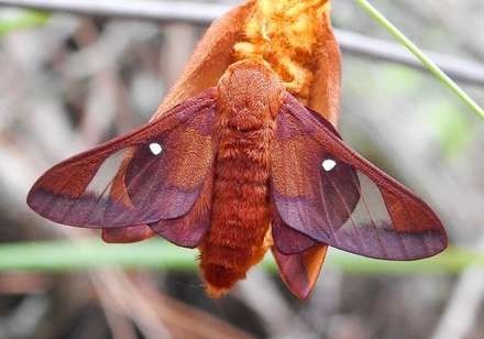 Pink striped oakworm moth How to identify it? - Picture Insect